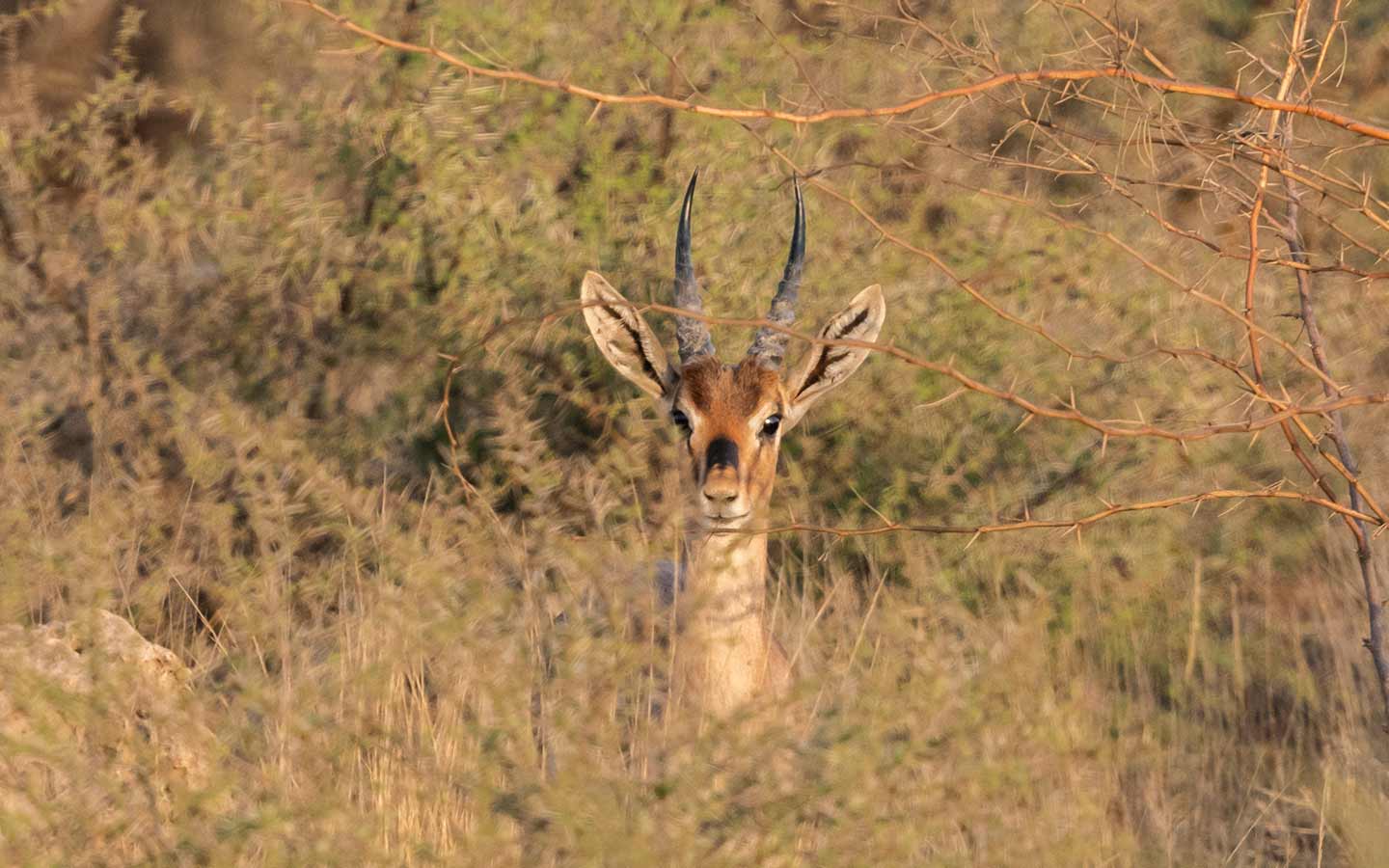 Farasan Island Marine Sanctuary | Bayut Saudi Blog
