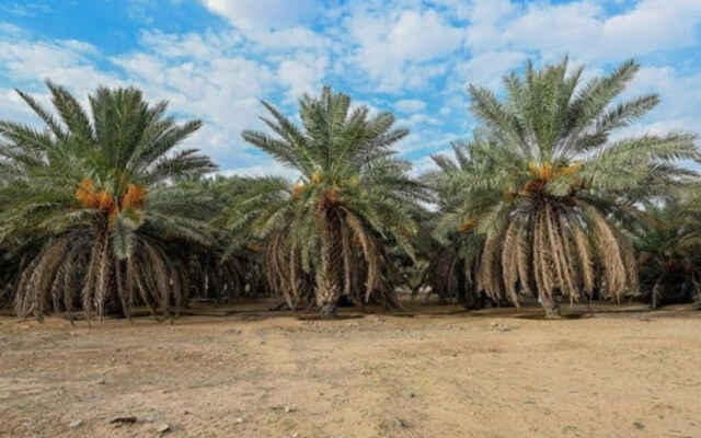 Your Guidance of Agriculture in Al Aqiq | Bayut-KSA